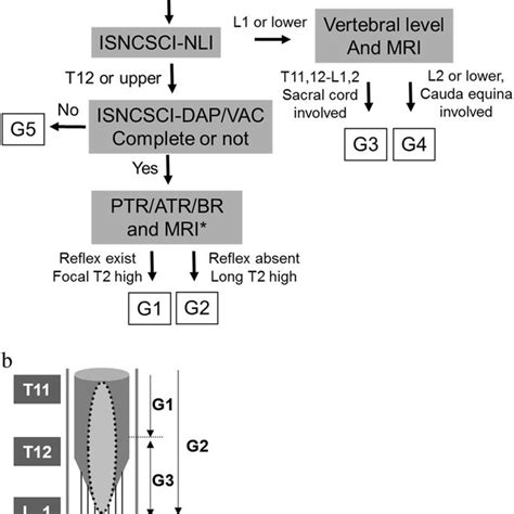 A Algorithm For Grouping Patients Isncsci International Standard For Download Scientific