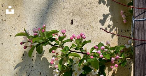 분홍색 꽃이있는 식물 사진 Unsplash의 무료 잘펠트잘레 이미지