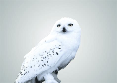 Hedwig Harry Potter Diy Costume Guide