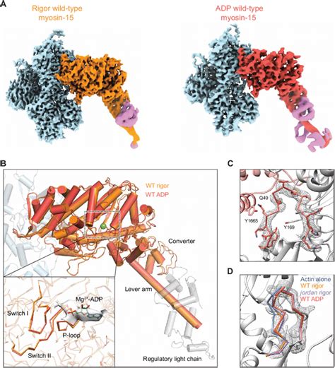 Adp Bound Myosin 15 Undergoes Minimal Rearrangements And Locks The