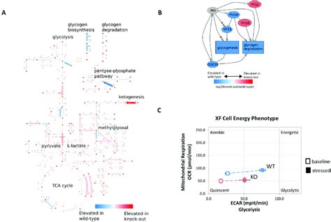 A Map Of Metabolic Pathway Perturbations In Hct116 Gsk3β Ko Cells All
