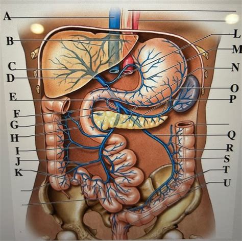 Uark Anatomy Lecturequiz 4 Flashcards Quizlet