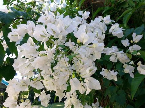 La Buganvilla Blanca Una Floración Exuberante Para Tu Jardín