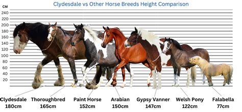 Clydesdale Vs Regular Horses And Animals In Depth Comparison