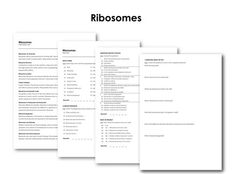 Ribosomes Made By Teachers