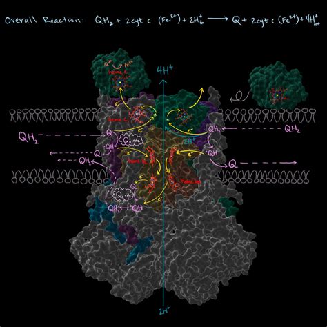 Complex Iii — Squid Ink Illustration