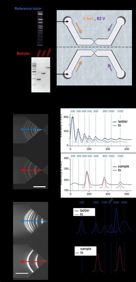 Microfluidic Chip For Dna Separation And Size Identification A µlas
