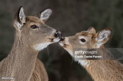 Daniel Buck Photos And Premium High Res Pictures Getty Images
