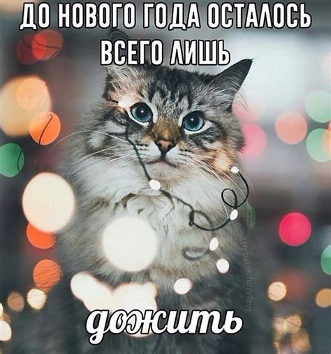 Новый Год котик праздник смешные картинки и другие приколы