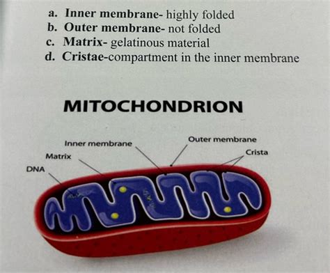 Microbiology Lecture Eukaryotes Flashcards Quizlet