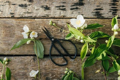 Belles Fleurs De Jasmin Et Ciseaux à Plat Sur Fond De Bois Rustique