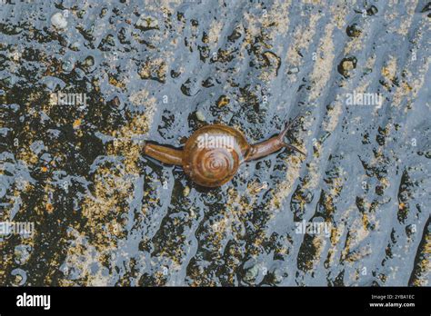 A Close Up Photo Of A Small Brown Snail Crawling On Wet Ground The Snails Shell Is Visible And