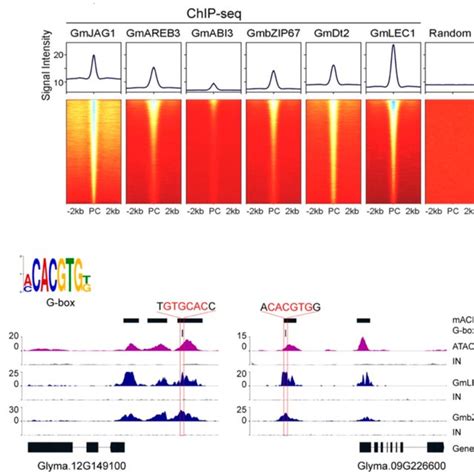 Transcription Factor Binding Motifs Enriched In Merged Accessible