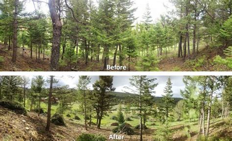 To Save Forests Cut Some Trees Down Scientists Say Bioroot Energy Inc