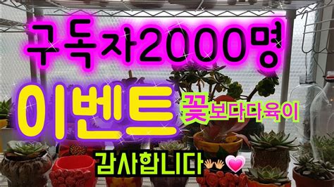 🎉이벤트🎉구독자 2000명 감사 이벤트 합니다 다육이 다육식물 이벤트 Youtube