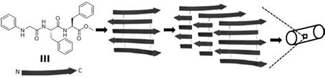 Fig S5 Schematic Presentation Showing The Mechanism For Fibril