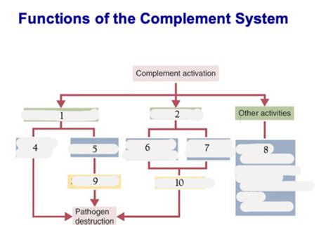 Lecture Exam Immunology Flashcards Quizlet