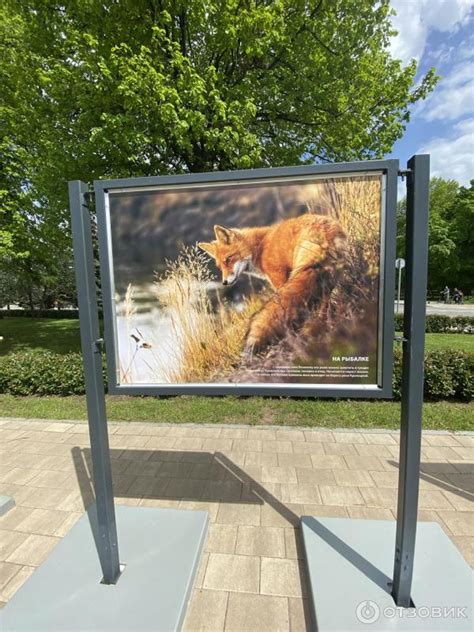 Отзыв о Выставка "Камчатка - рассказ в лисах" (Россия, Москва ...