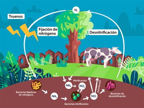 Ciclo Del Nitrógeno Características Fases Esenciales E Impacto Ecológico