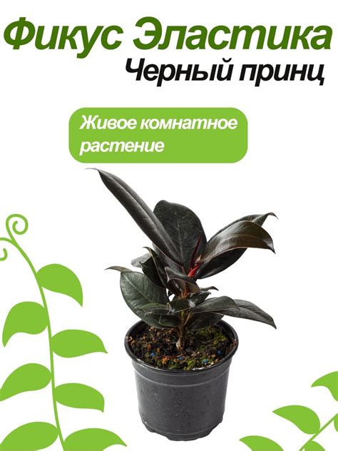 Фикус черный принц (74 фото)