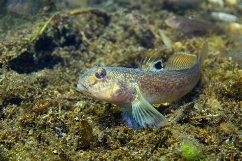 Aquatic Invasive Species In The Great Lakes Tnc