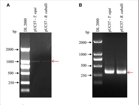 Figure 1 From Development Of Nested Pcr And Duplex Real Time