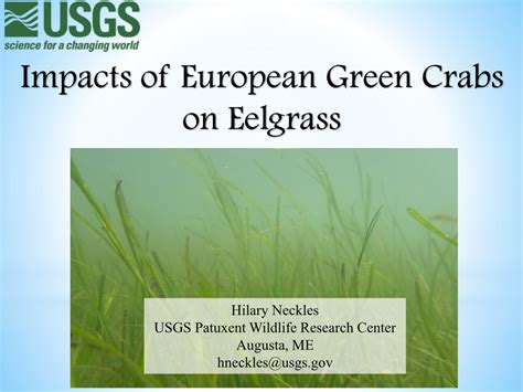 Impacts Of European Green Crabs On Eelgrass Docslib