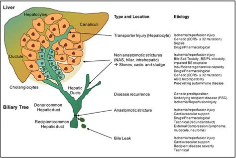 Ijms Special Issue Molecular And Cellular Interactions In Biliary