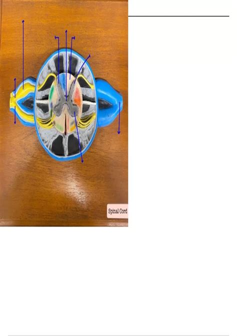 Spinal Cord Labeling Diagram Anat231 Anat231 Stuvia Us