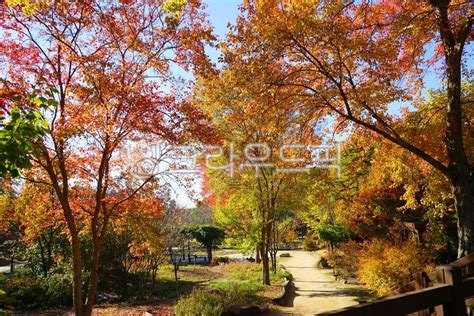 나무 Tree 잎 Leaf 나무줄기 사진 이미지 일러스트 캘리그라피 운사작가