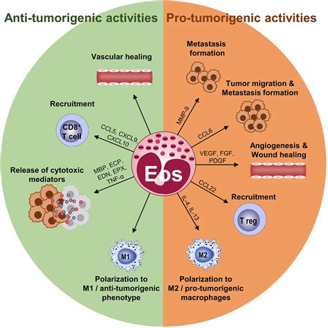 Eosinophils From A To Z Gigon 2023 Allergy Wiley Online Library