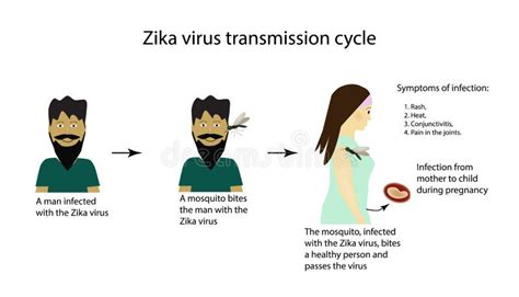 Zika Virus Transmission Cycle Infographics Stock Vector