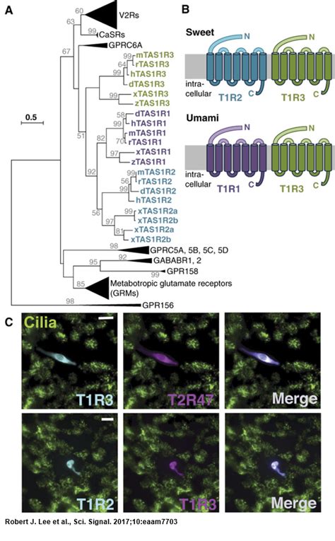 Science Signaling Scisignal Twitter