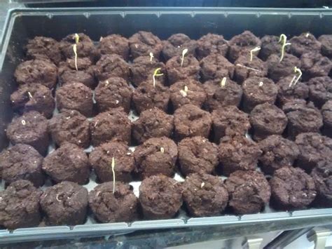 Perplexed Duplex Hot Pepper Seedlings