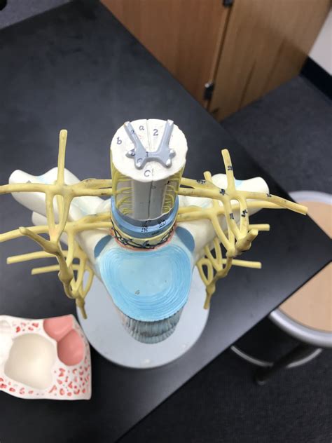 Spinal Cord Model Pt 1 Diagram Quizlet