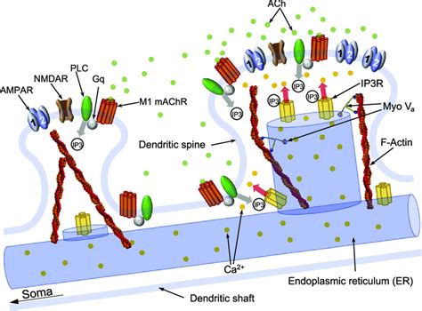 Dendritic Spines And Er In Hippocampal Postsynaptic Pyramidal Neuron