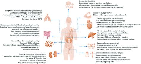 Potential Effects Of Mnps On Different Organ Systems In Humans Download Scientific Diagram
