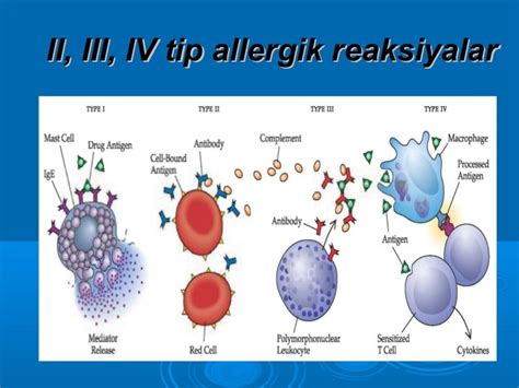 Ii Iii Iv Tip Allergik Reaksiyalar Pptx