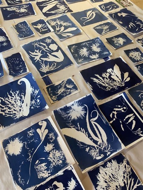 Sold Out Seaweed Cyanotypes — Shifting Tides