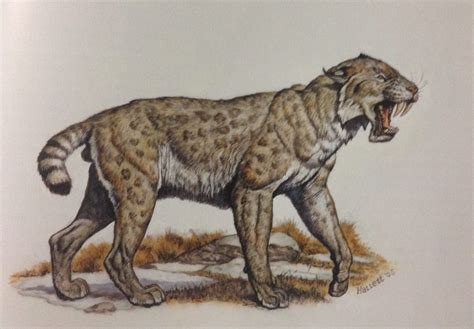 Homotherium Latidens