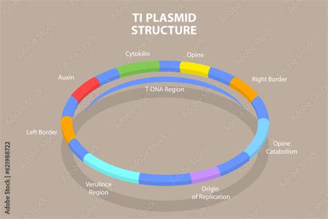 3d Isometric Flat Vector Conceptual Illustration Of Ti Plasmid Structure Educational Diagram
