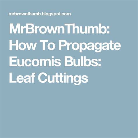 Mrbrownthumb How To Propagate Eucomis Bulbs Leaf Cuttings Hostas Seeds Propagation