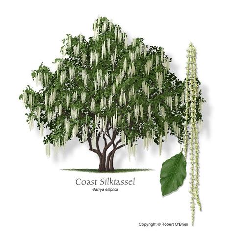 Selectree A Tree Selection Guide Artofit