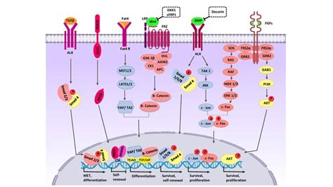 Crosstalk Between Major Signaling Pathways During Nephron Progenitor