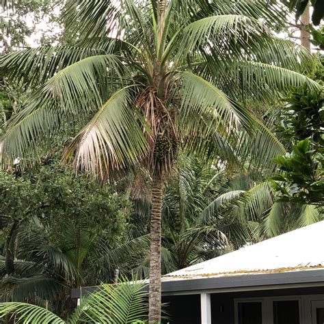 Kentia Palm Tree