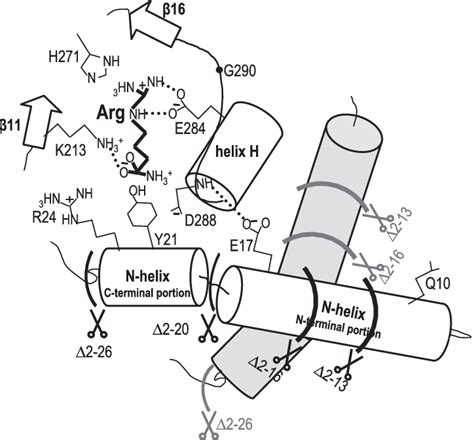 Schematic Representation Of The Proposed Arginine Site And The Download Scientific Diagram