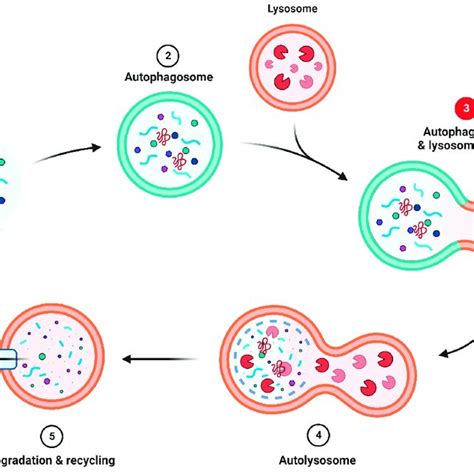 Summary Of Autophagy Process 1 Nucleation Of The Phagophore 2