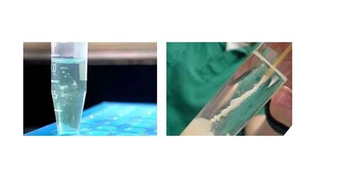 Genomic Dna Isolation Presentation For Teachers Pptx