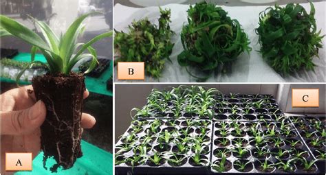 Seedling Behavior In Substrate Rooting A Rooted Seedling B 1 Tank Download Scientific