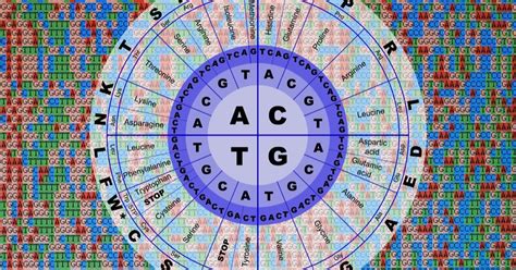 What Is The Difference Between The Sequence And The Genetic Code Padeye